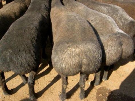 Курдючный баран: происхождение, анатомия, породы