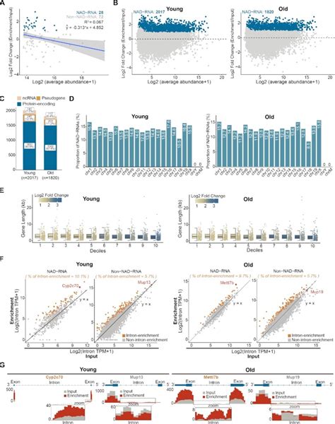One Seq Epitranscriptome And Gene Specific Profiling Of Nad Capped Rna