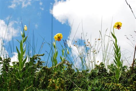 Преброяване на планински крем и витошко лале в резерват Бистришко бранище в ПП Витоша