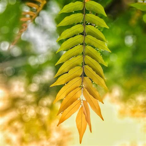 Premium Photo Photography Of A Row Of Leaves