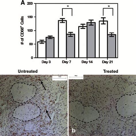 Transplanted Endothelial Cells Ec Participate In Vessel Formation