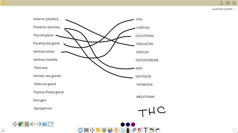SOLVED Match The Gland Or Organ To The Hormone Produces On The Bottom