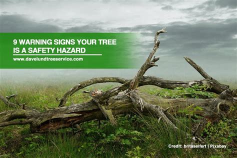 9 Warning Signs Your Tree Is A Safety Hazard Dave Lund Tree Service And Forestry Co Ltd