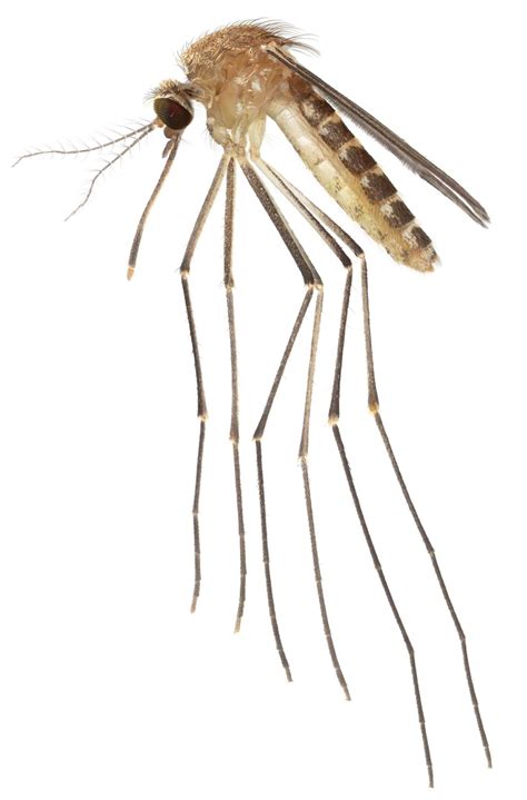 Eny 2083 In1375 Fact Sheet West Nile Virus