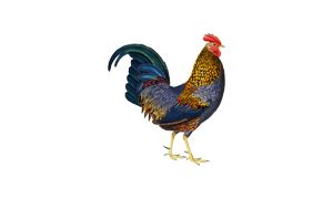 What The Chicken Knows Sy Montgomery