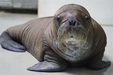 Seaworld Orlando Welcomes Walrus Calf 6abc Philadelphia