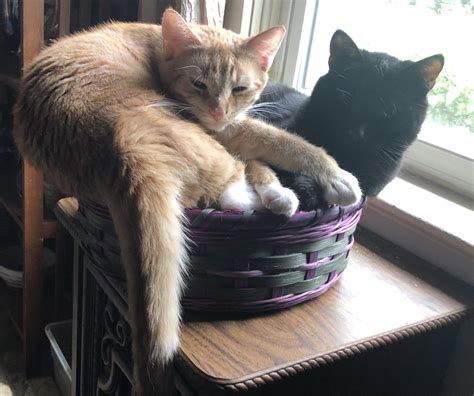 Pi On Link Equals Plink R Bondedpairs