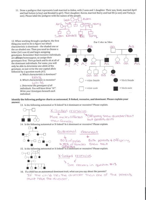 Genetics Problems Worksheet Answer Key E