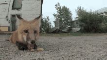Fox Eating S Tenor