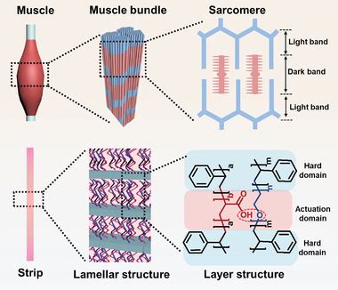 Striated Structure Of Skeletal Muscle And The Lamellar Structure Of The