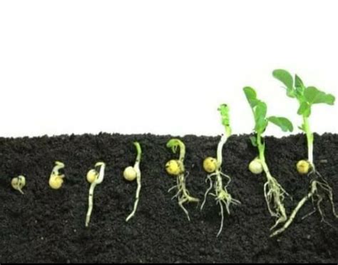 Жаргалант Төмс авна зарна Public Group Facebook