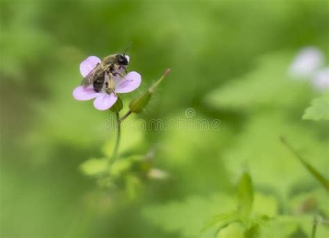 Bumble Bee Polinizing A Plant In Summer Stock Image Image Of Green