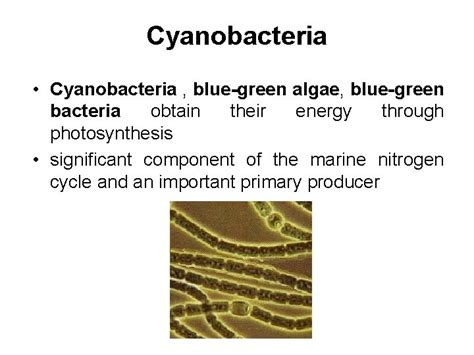 Prokaryotic Cell Structure Bacteria Shape And Size Bacteria