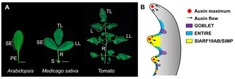 The Diverse Roles Of Auxin In Regulating Leaf Development