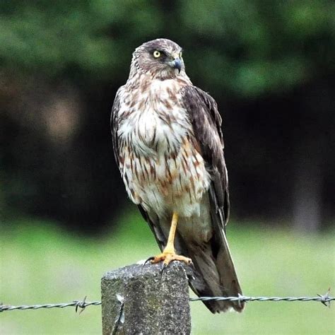 KĀrearea And KĀhu Differences — Kārearea Falcon Trust