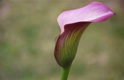 Far Fiorire Le Calle Come Riuscirci Al Primo Colpo