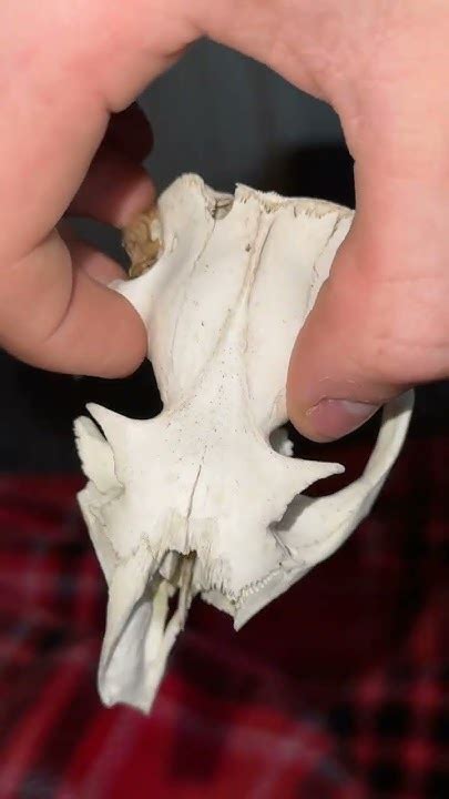 Small Skull Oddity Youtube