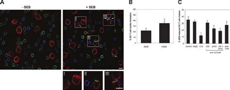 Alcam Cd6 Interactions Are Important In The Formation Of Dc T Cell Download Scientific Diagram