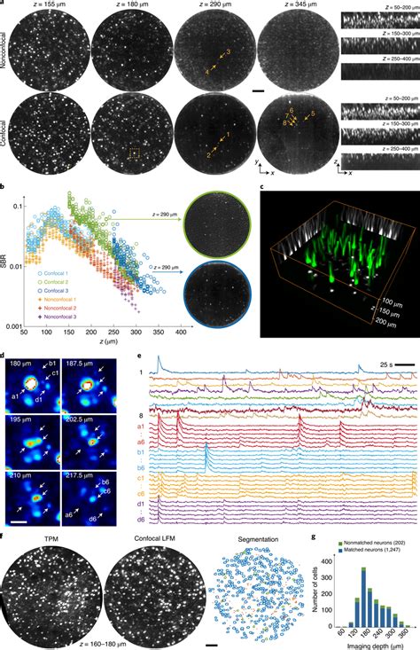 Volumetric Functional Imaging Of Neural Activity In Awake Mouse Download Scientific Diagram