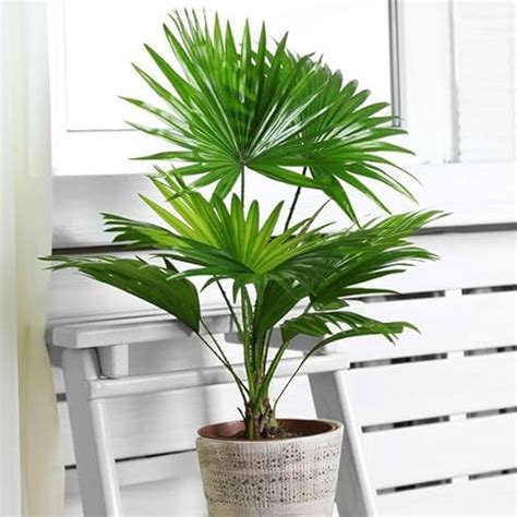 Chinese Fan Palm Indoors 9 Easy Care Tips For Beginners