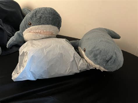 Francis has Arrived!! : r/BLAHAJ