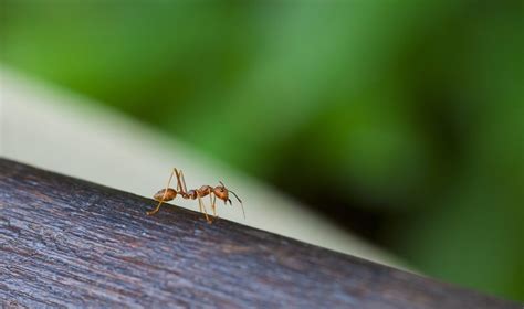 Protecting Beehives From Ants Complete Beehives