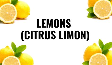 12 Worlds Biggest Country Producers Of Lemons And Limes The Science