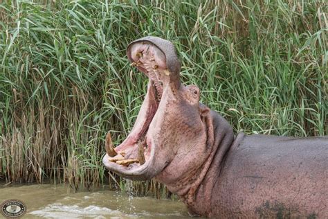 Hippo Anatomy St Lucia South Africa