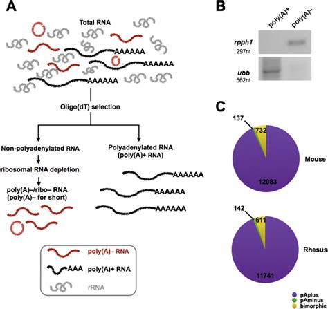 Non Polya Rna Seq Blog