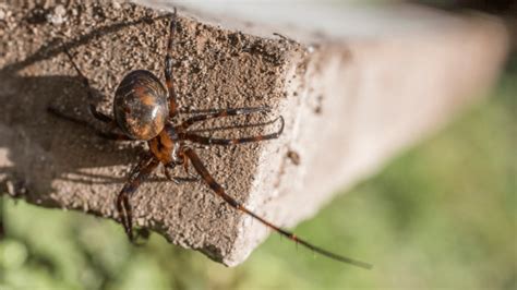 Scotlands Washout Summer Could Drive Sex Crazed Spiders Into Homes