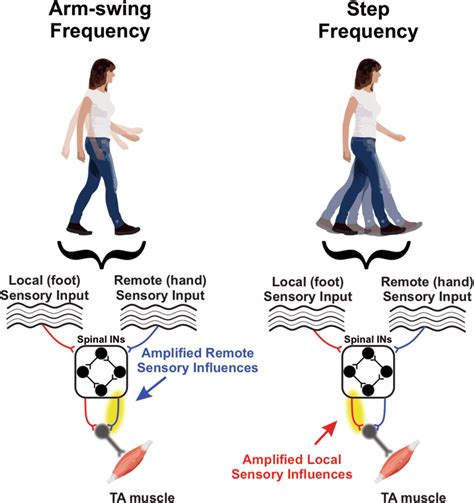Conceptual Diagram Outlining Effect Of Local And Remote Stimulation On Download Scientific