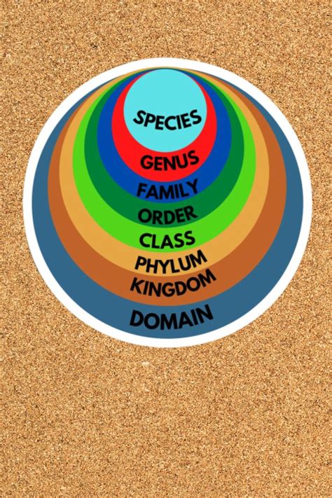Taxonomy Classification Infographics