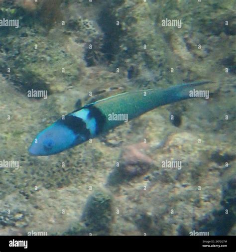 Caribbean Bluehead Wrasse Thalassoma Bifasciatum Actinopterygii Stock