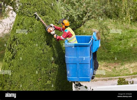 Gardener Pruning A Cypress On A Crane Seasonal Trees Maintenance Stock Photo Alamy
