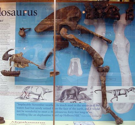 Til That In 1763 The First Dinosaur Bone Discovered Was Given The Very Descriptive And