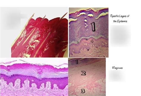 Epidermis Under A Microscope Lab 1 Practical Skin Review Diagram