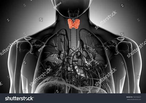 Thyroid Gland X Ray At Keith Castro Blog