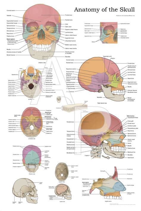 Human Skull Anatomy Poster X
