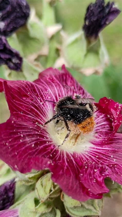 Bee At Work Stock Image Image Of Pink Flower Covered 273070735