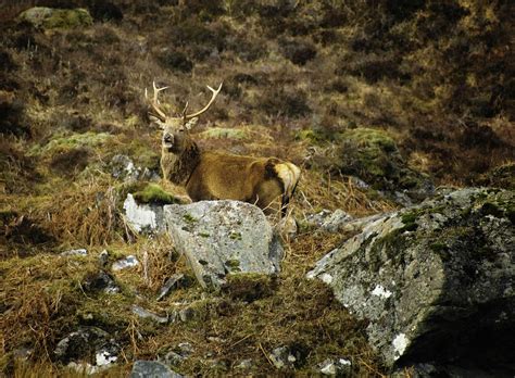 Lone Red Deer In The Glen Photograph By Allan Todd Pixels