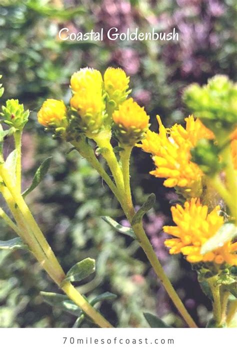 Coastal Goldenbush San Diego Diego San Diego Beach