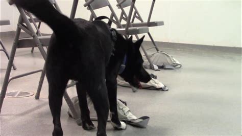 Portable Olfactometer Youtube