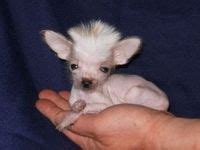 Ontdek 310 Leuke naakt hondjes naakt katten ideeën op dit Pinterest bord hondjes katten