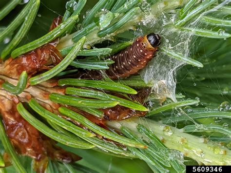 Spruce Budworm Choristoneura Fumiferana Clemens