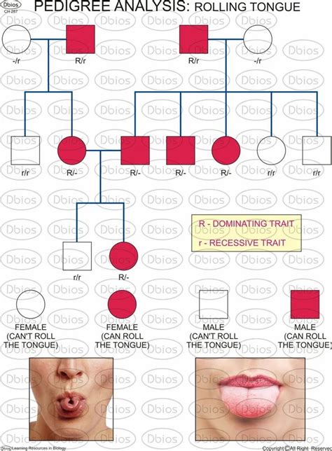 Genetics Charts At ₹ 800piece बायोलॉजिकल चार्ट In Ambala Id