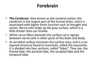 Structure Of Brain Pptx
