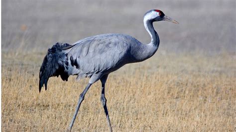 La Grulla Deja Sus Zonas De Invernada Cada Año Antes Revista Quercus