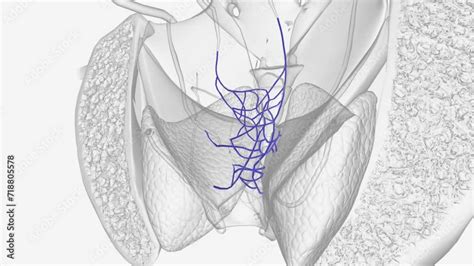 Vidéo Stock The Rectal Venous Plexus Or Hemorrhoidal Plexus Is The