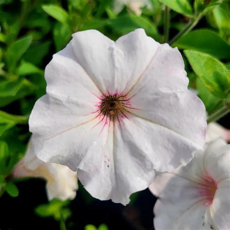 Supertunia Vista Silverberry | Białe Petunie do ogrodu 💚