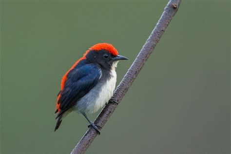 Sampling Error Part 1c Of Sampling And Confidence By Dr Alvin Ang